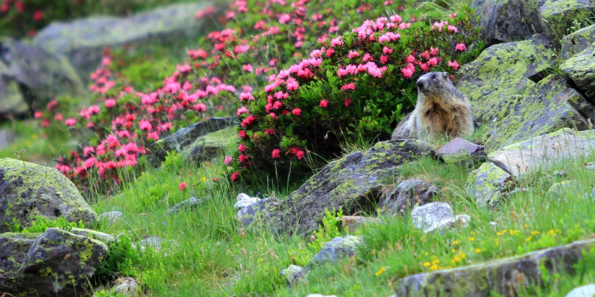 Voir les marmottes | La Pierre Saint-Martin, Site officiel, station de ...