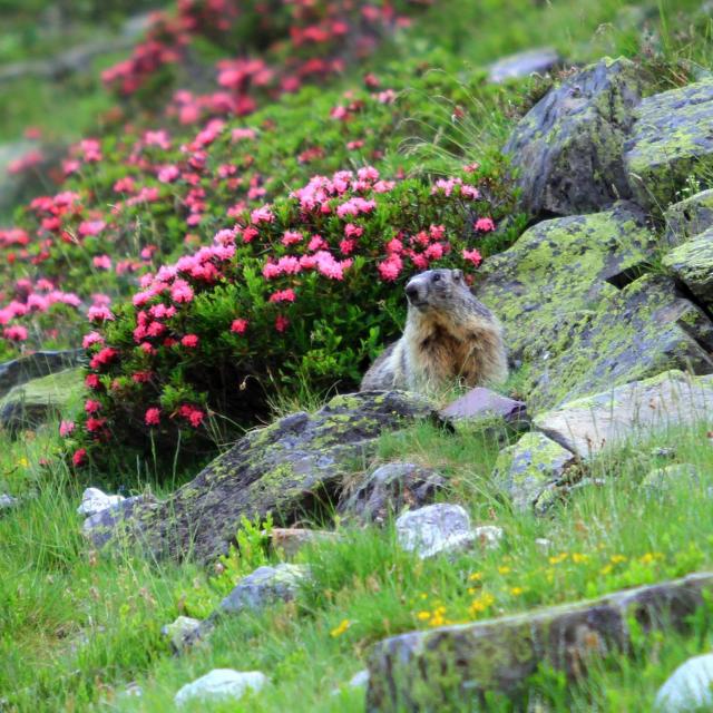 Voir les marmottes | La Pierre Saint-Martin, Site officiel, station de ...